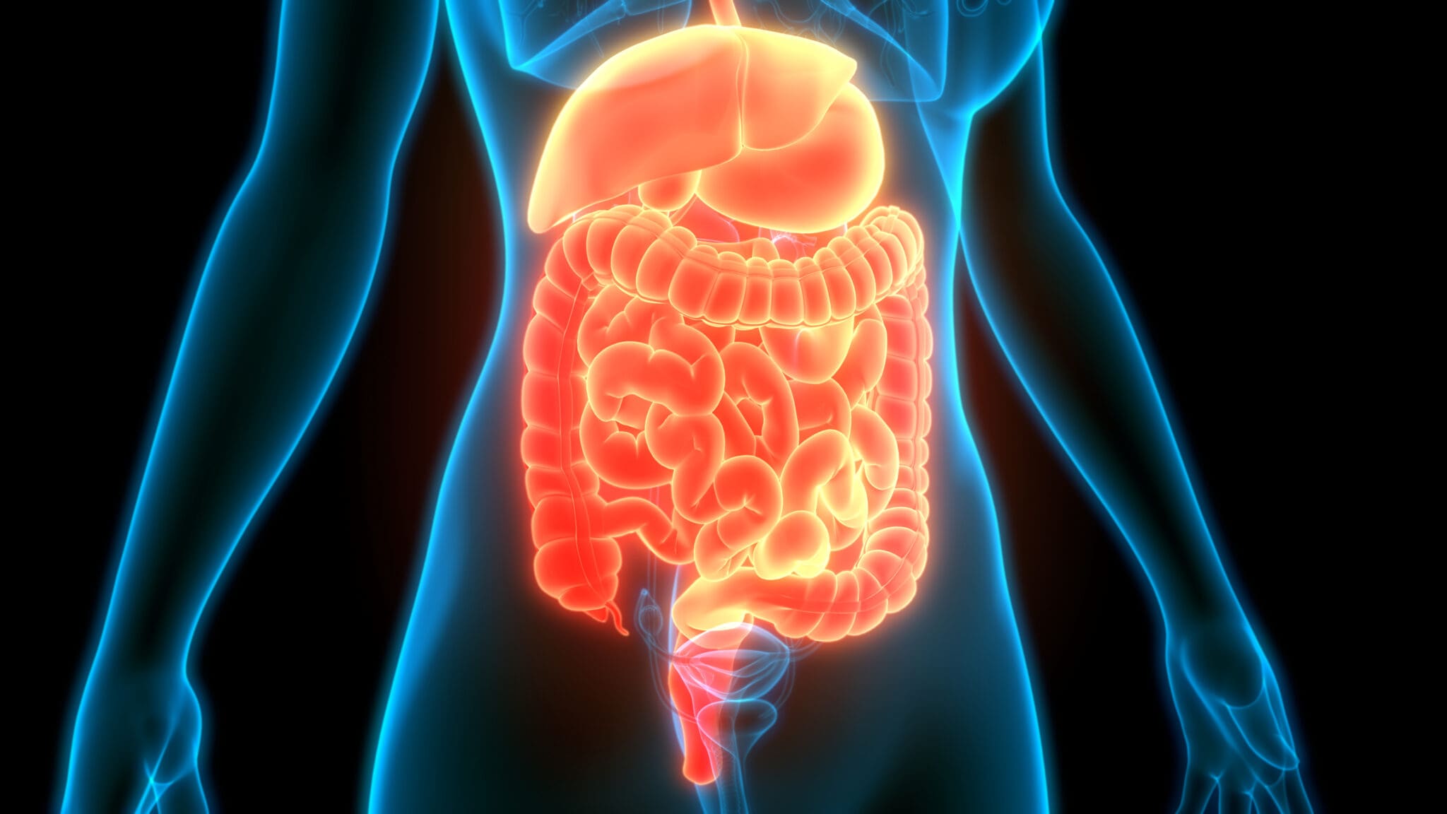 Chiropractic Adjustments and Gut Health:Key Connections Explained ...
